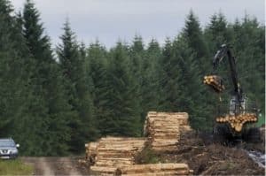 Timber Sales | F&W Forestry